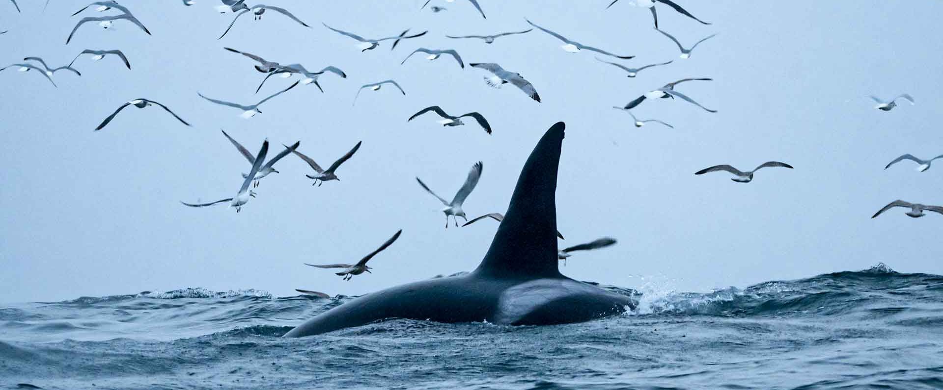 About Us - Orca Channel