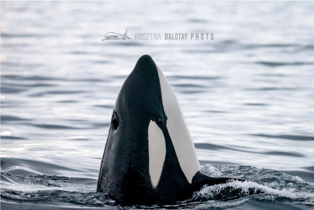Episode Nine Highlights - Orca Channel