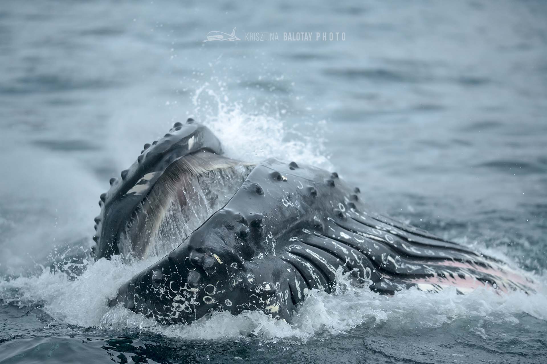 Feeding in January - Orca Channel